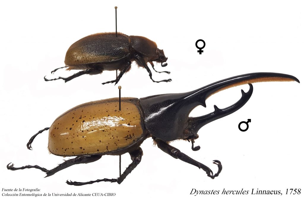 BIODIVERSITY AND INSECT CONSERVATION FROM A GENDER PERSPECTIVE - Mednight