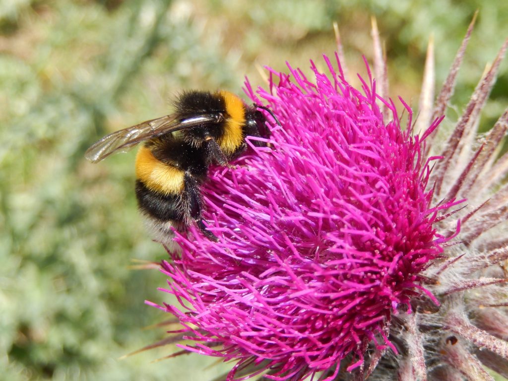 Wild bees and other pollinators - Mednight